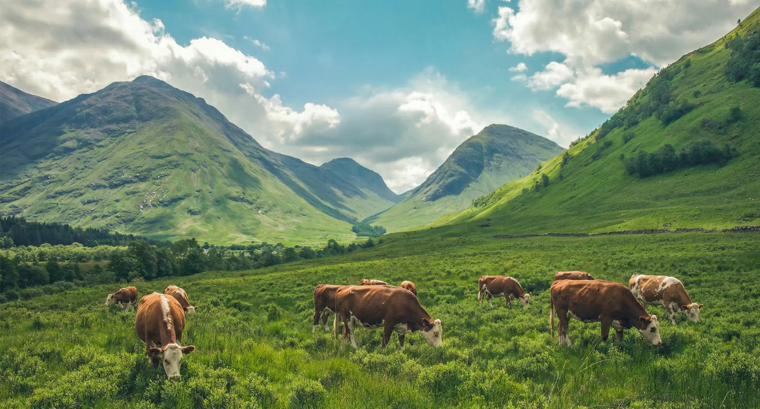 MolarMetrics - AI Cattle Age Verification